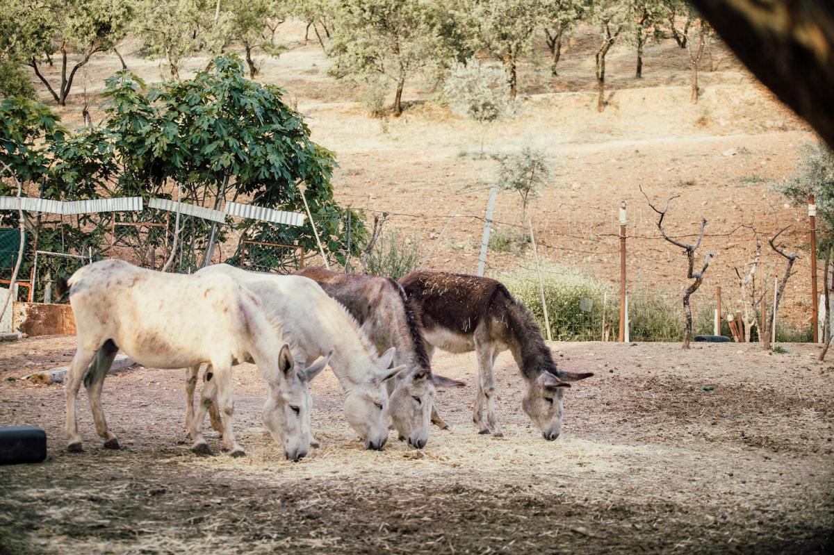 A Taste of News: Save the donkeys – Bitesized Writing